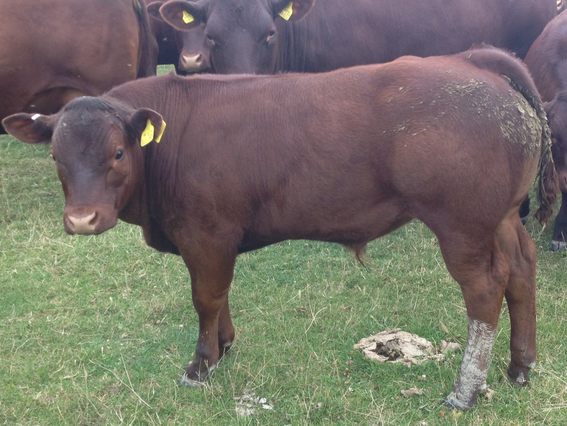 Sussex Cattle. | Page 2 | The Farming Forum