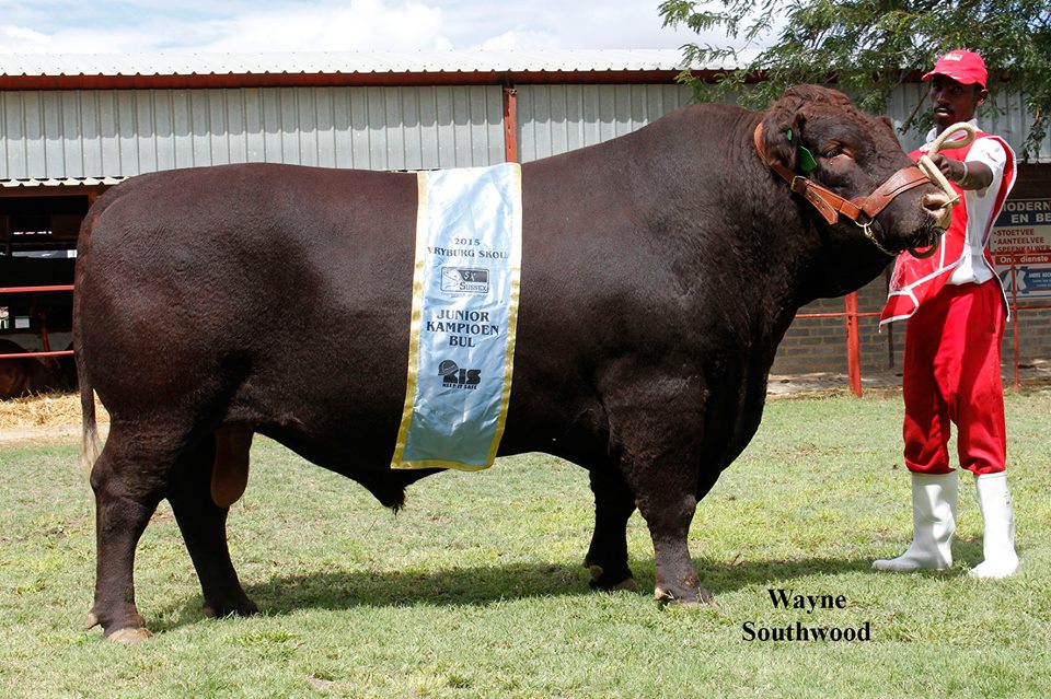 Sussex Cattle. | Page 4 | The Farming Forum