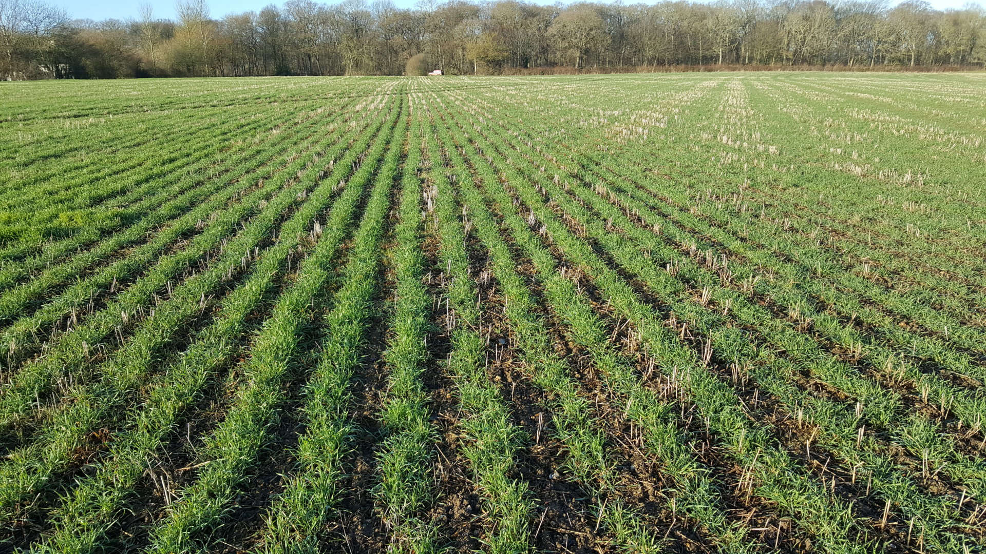 Spring oats | Page 5 | The Farming Forum