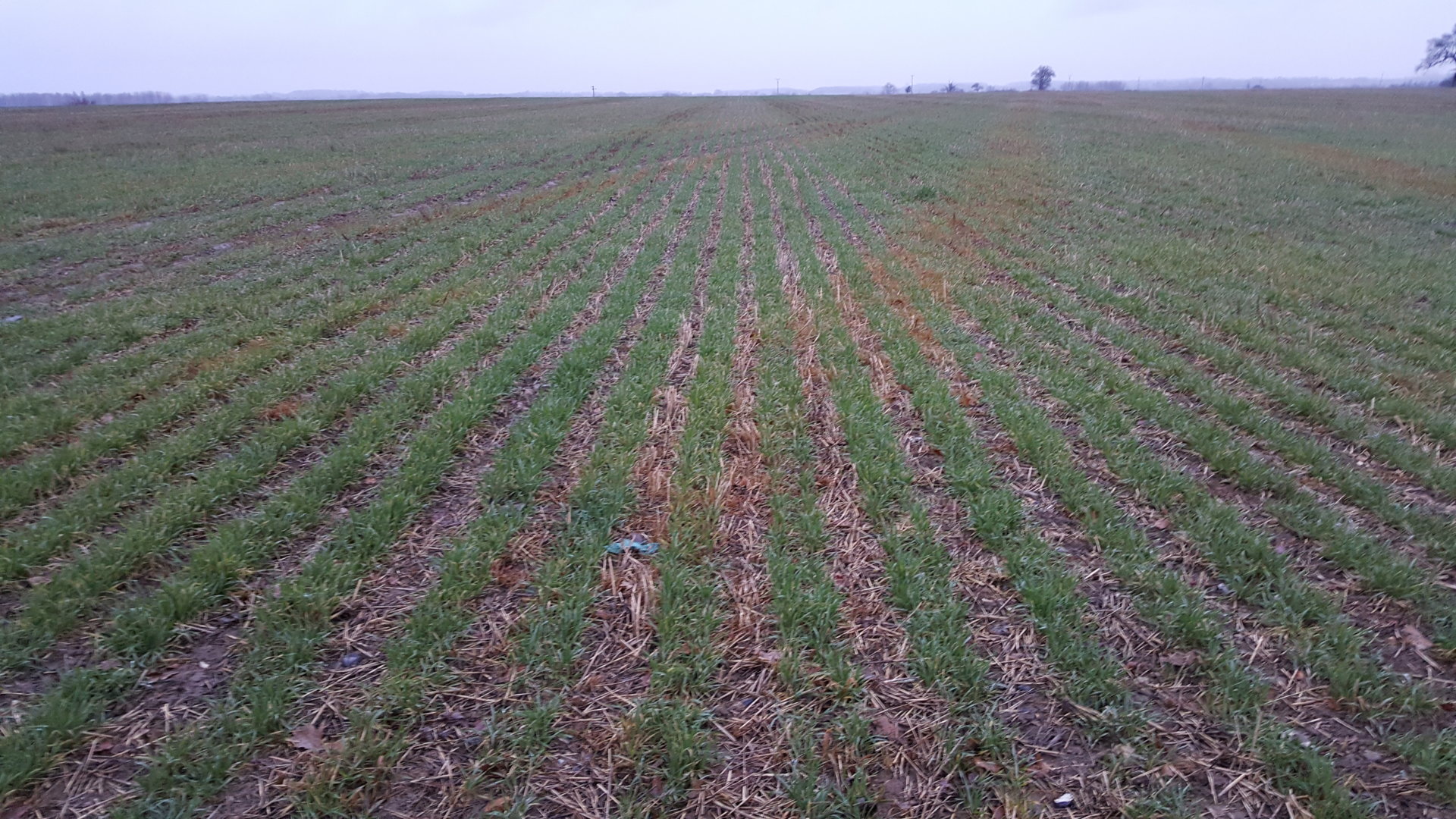 Spring oats | Page 5 | The Farming Forum