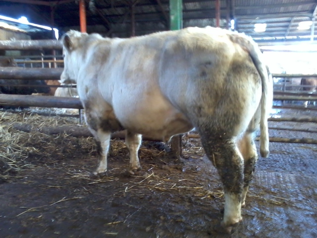 British Blue Bull | The Farming Forum