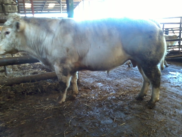 British Blue Bull | The Farming Forum