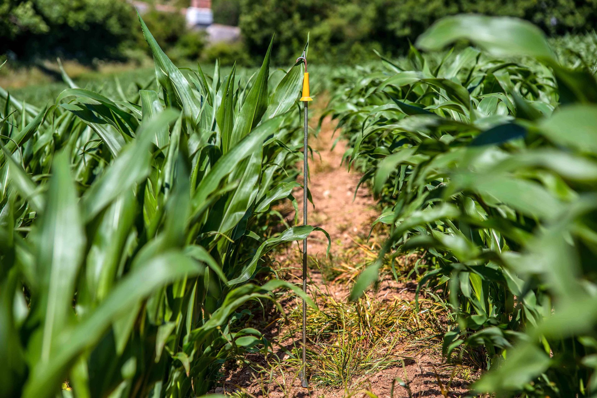 maize seedbed | Page 2 | The Farming Forum