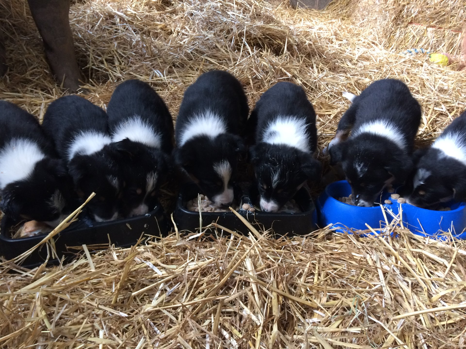 Border collie puppies from ISDS reg. parents | The Farming Forum