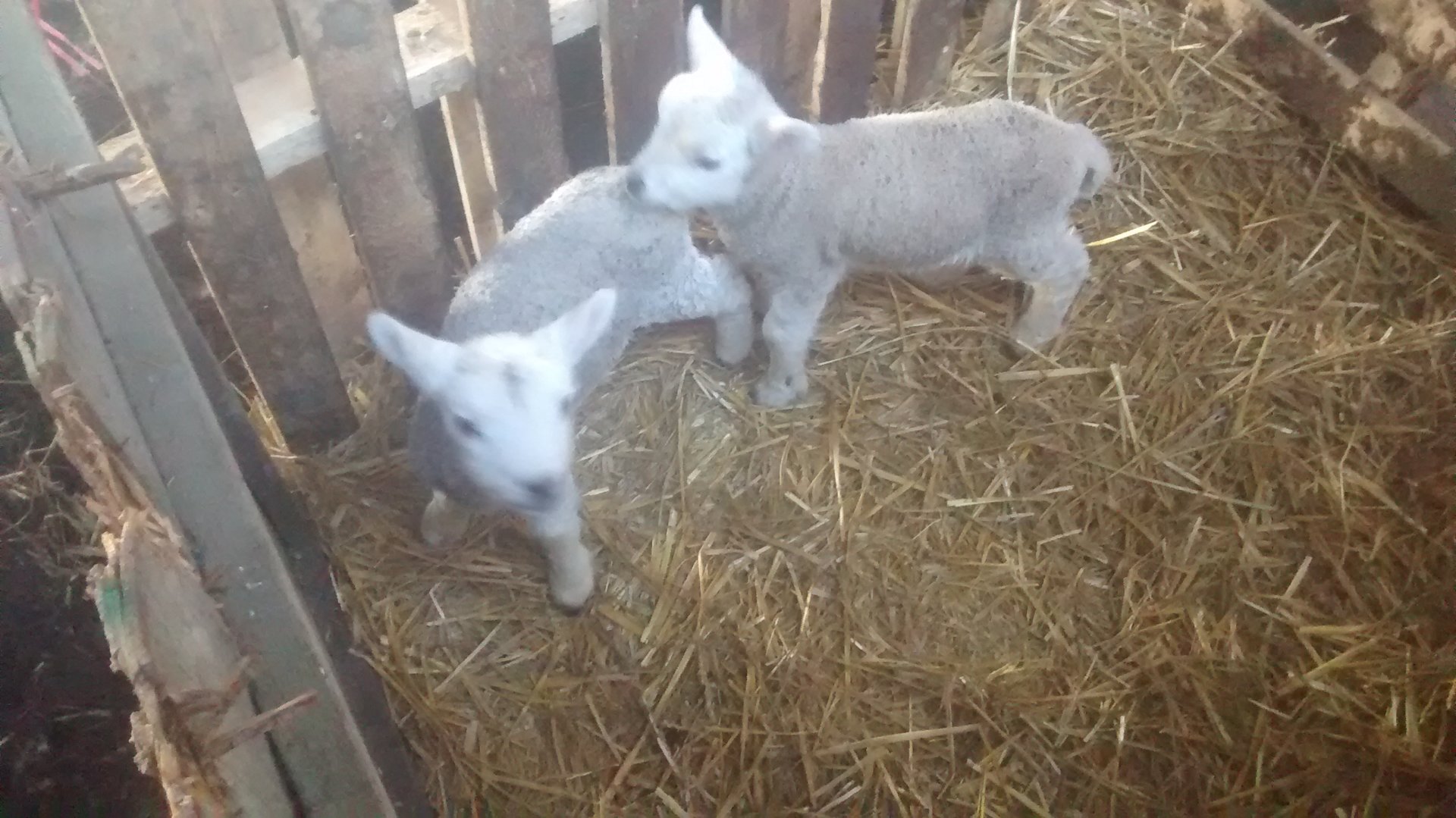 2 cade ewe lambs for sale! | The Farming Forum