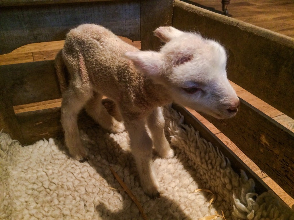 Premature lamb | The Farming Forum