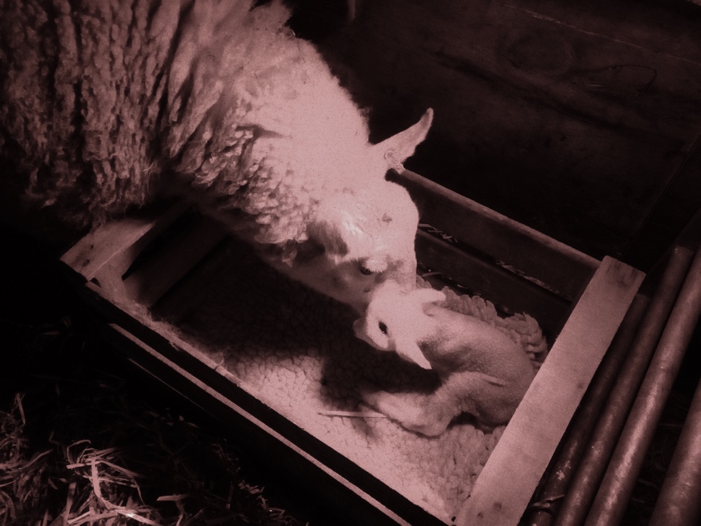 Premature lamb | The Farming Forum