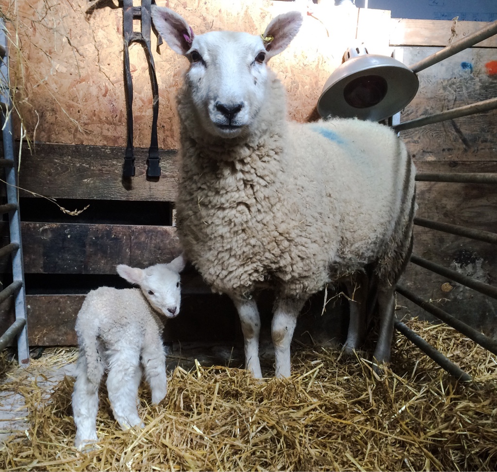 Premature lamb | The Farming Forum