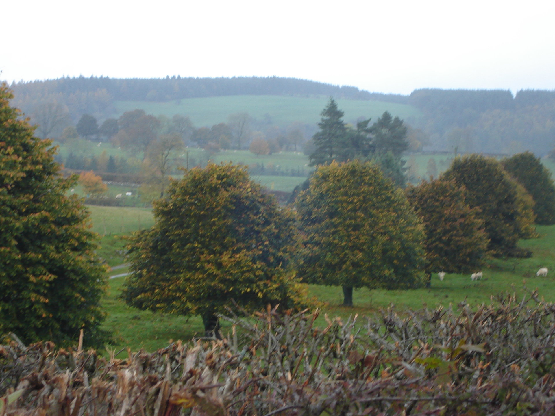 Nice trees to plant around the farm | Page 3 | The Farming Forum