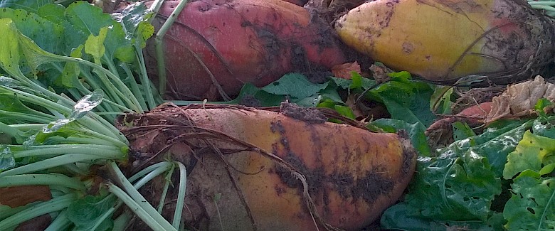 Brigadier Fodder Beet Seed | The Farming Forum