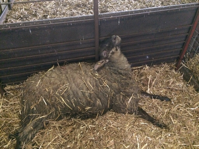 Sick sheep | The Farming Forum