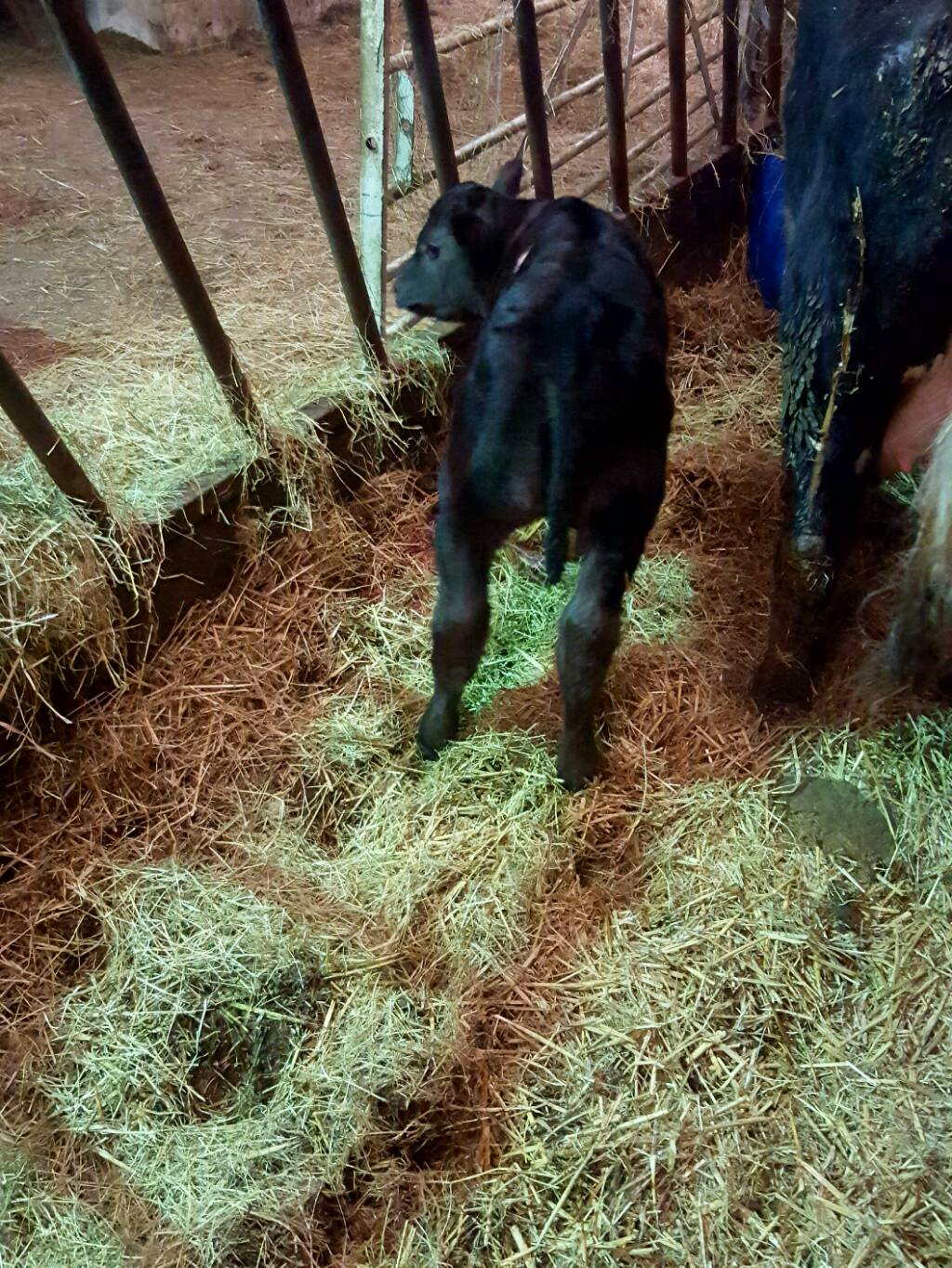 Happy Calving 2017 | Page 5 | The Farming Forum