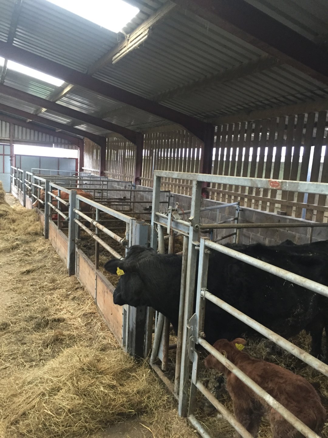 Calving pens. | The Farming Forum