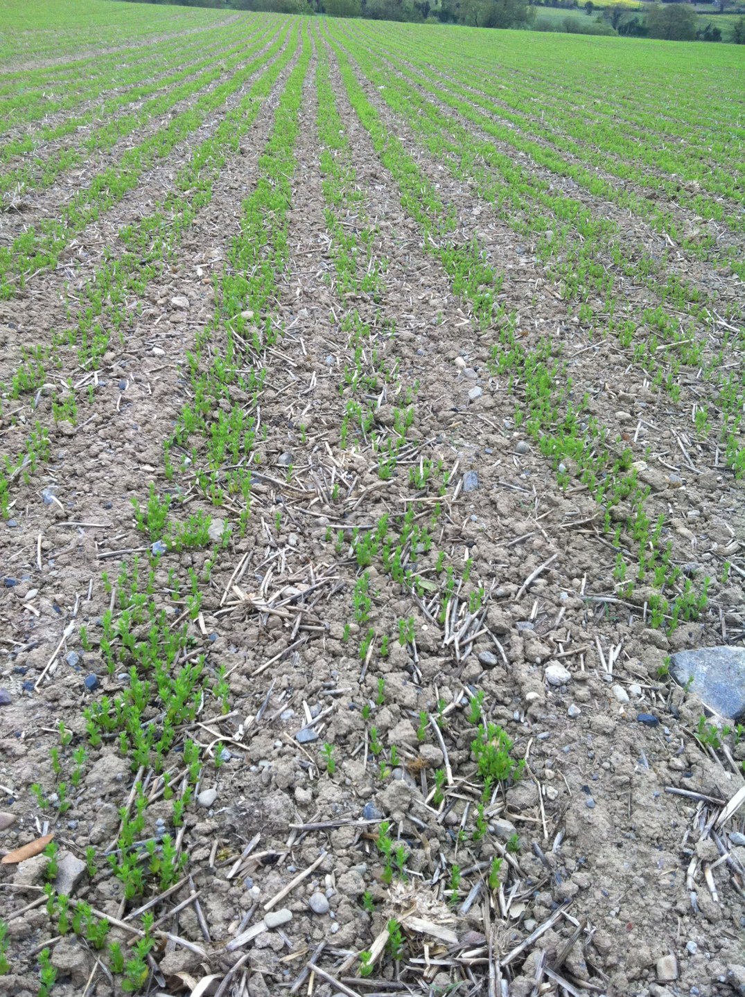 Spring Linseed | Page 2 | The Farming Forum