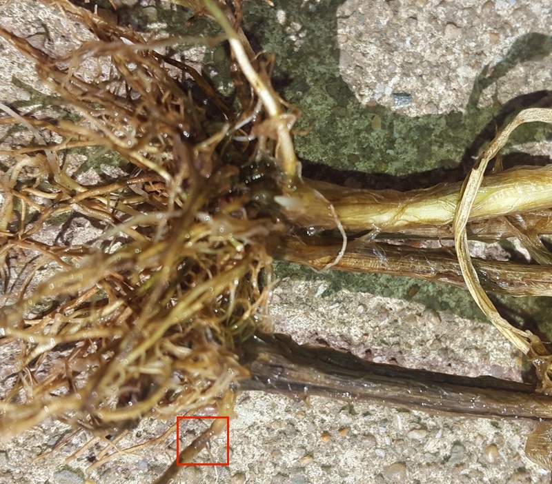 Take-all in barley | The Farming Forum