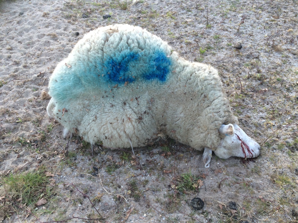 Ewes dying | The Farming Forum