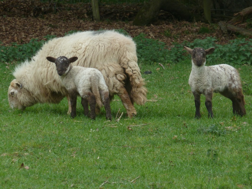 What tup on welsh ewes? | The Farming Forum