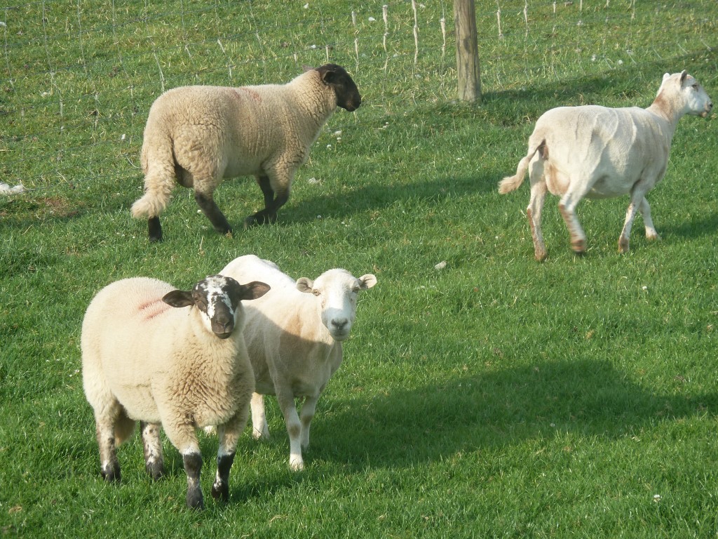 What tup on welsh ewes? | The Farming Forum