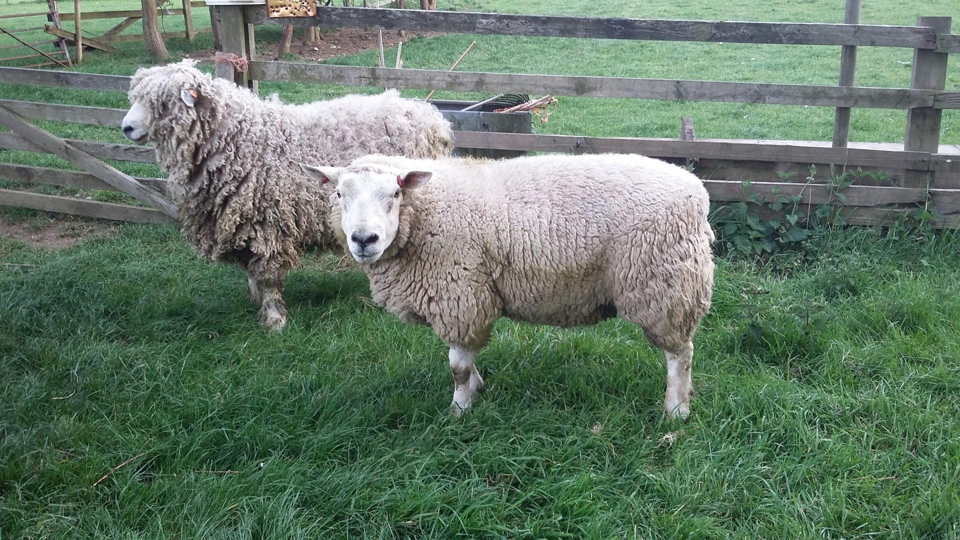 Improving my tup selection success rate - at last | The Farming Forum