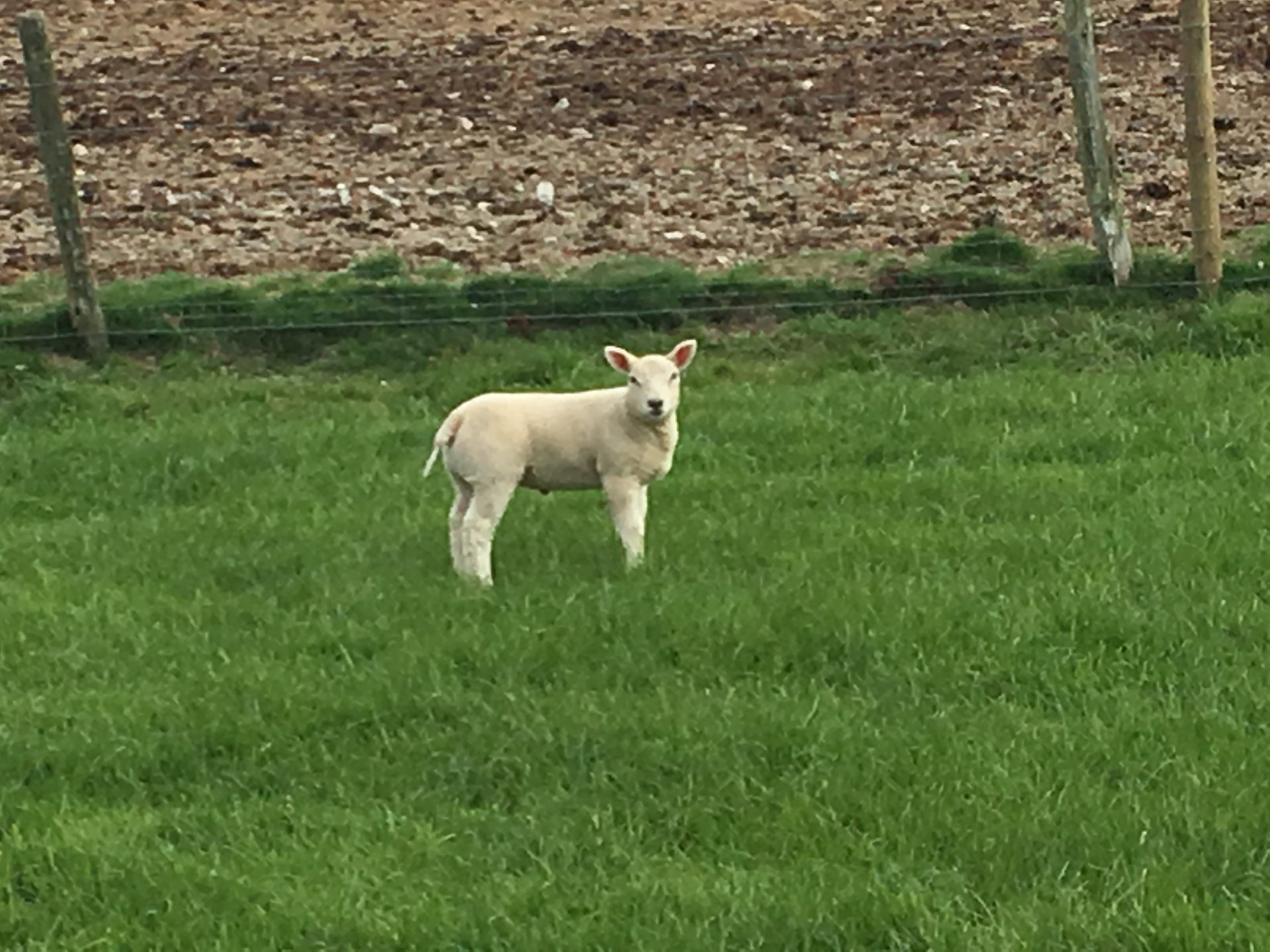 Where to buy a Charmoise Tup | Page 3 | The Farming Forum