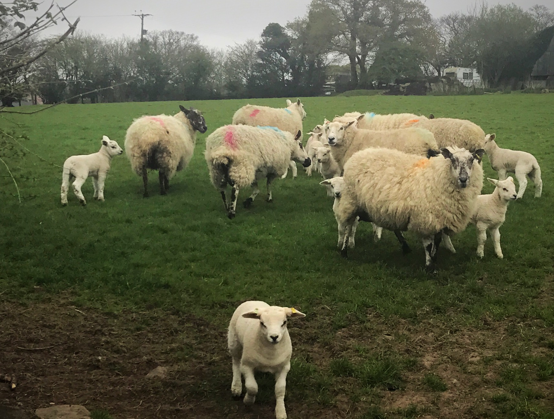 Texel tups on mule shearlings? | The Farming Forum