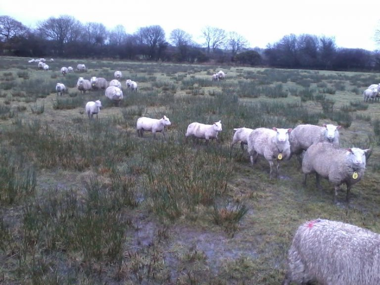Where to buy a Charmoise Tup | Page 5 | The Farming Forum