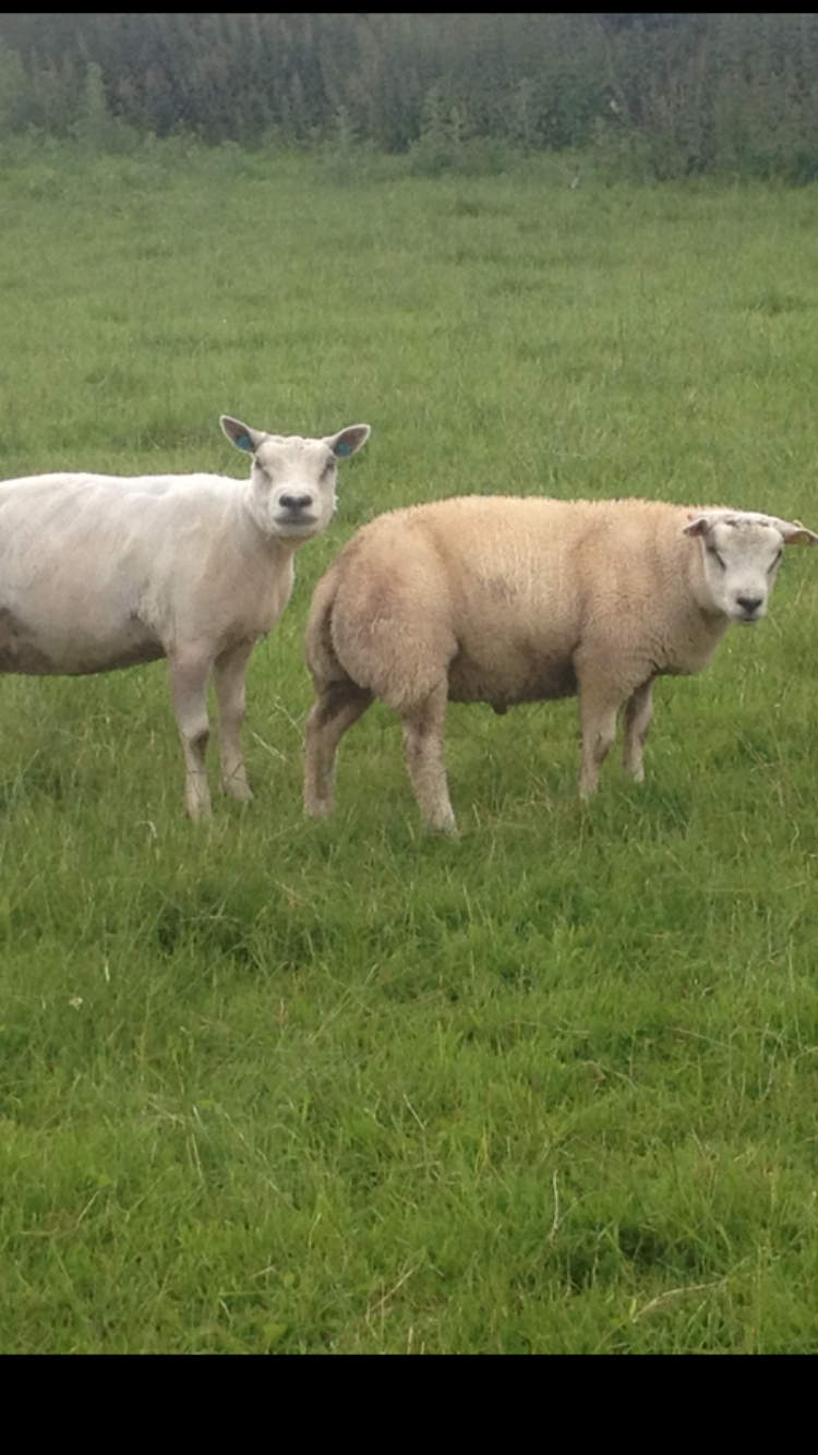 Where to buy a Charmoise Tup | Page 5 | The Farming Forum