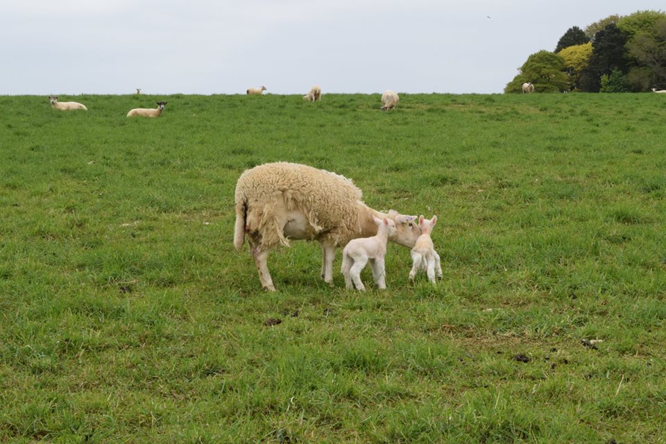 Where to buy a Charmoise Tup | Page 5 | The Farming Forum