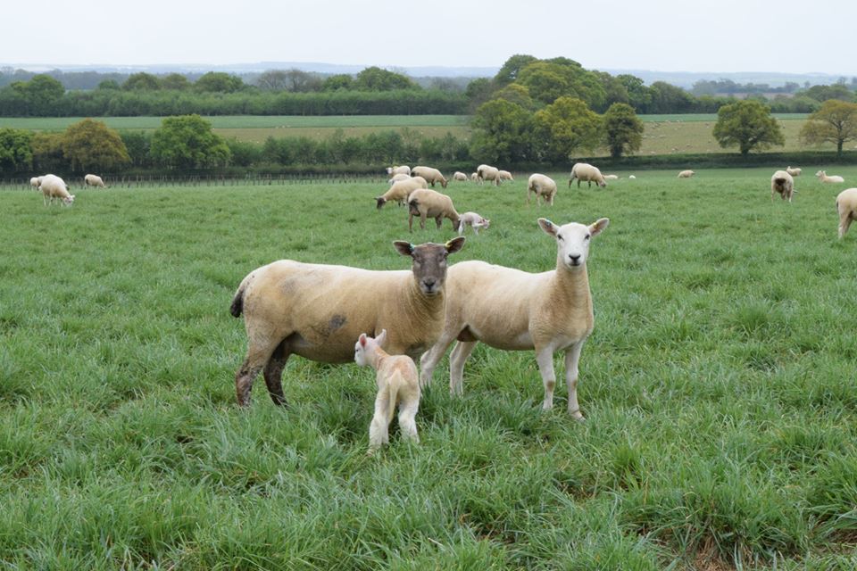 Where to buy a Charmoise Tup | Page 5 | The Farming Forum