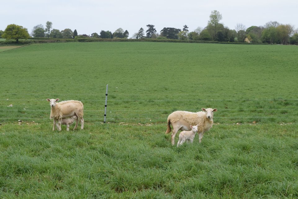 Where to buy a Charmoise Tup | Page 5 | The Farming Forum