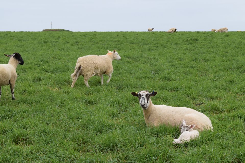 Where to buy a Charmoise Tup | Page 5 | The Farming Forum