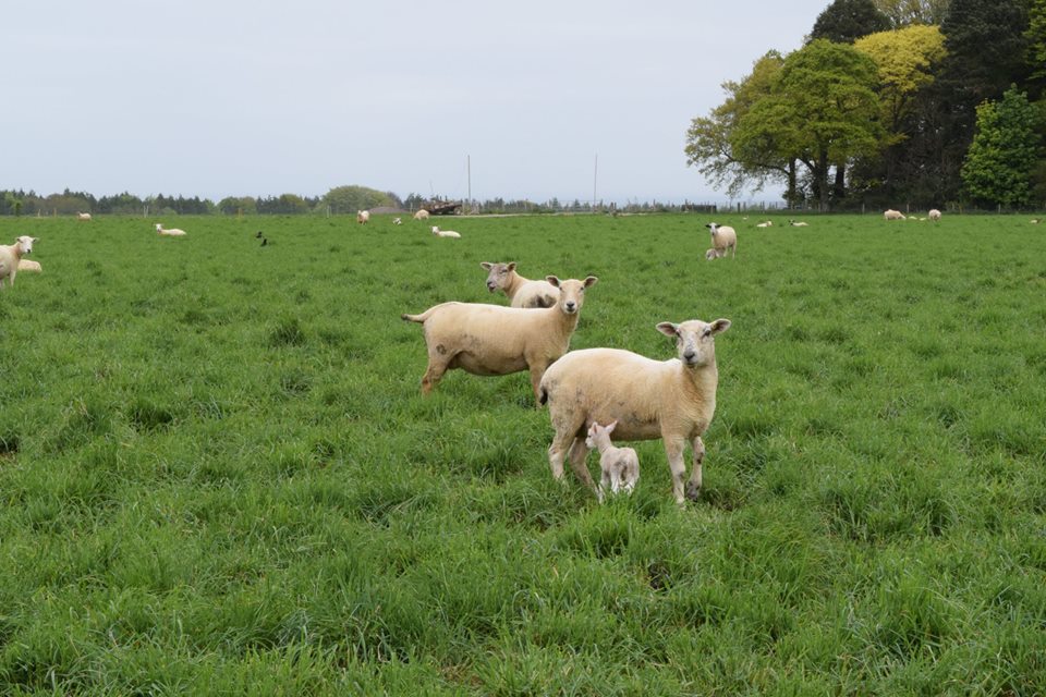 Where to buy a Charmoise Tup | Page 5 | The Farming Forum