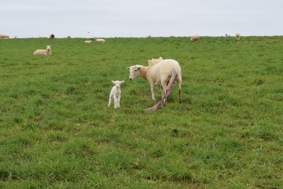 Where to buy a Charmoise Tup | Page 5 | The Farming Forum