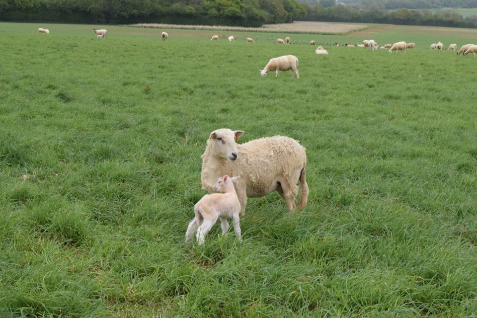 Where to buy a Charmoise Tup | Page 5 | The Farming Forum