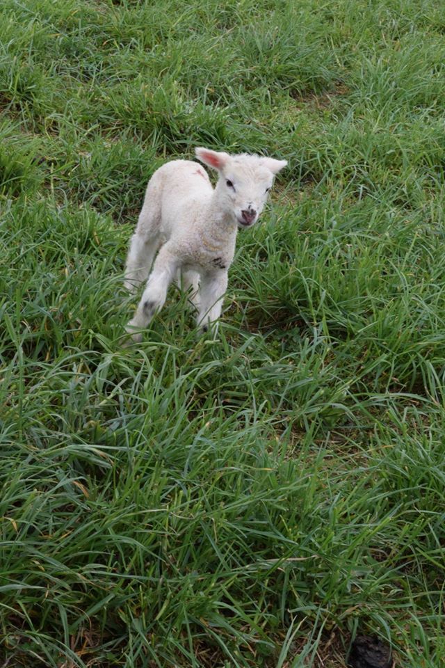 Where to buy a Charmoise Tup | Page 5 | The Farming Forum