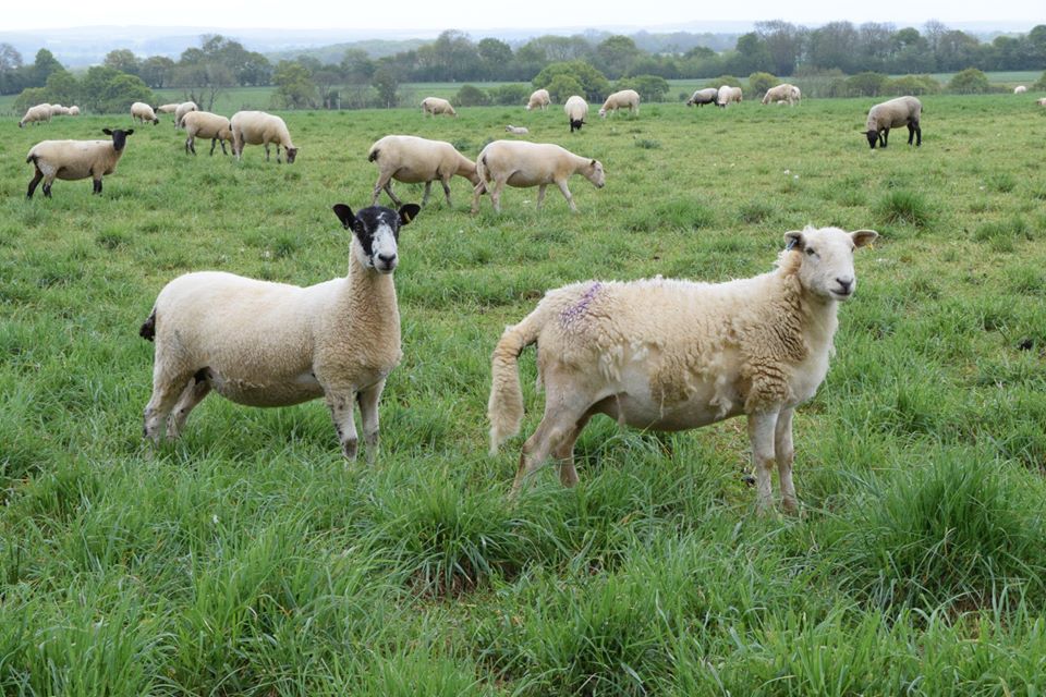 Where to buy a Charmoise Tup | Page 5 | The Farming Forum