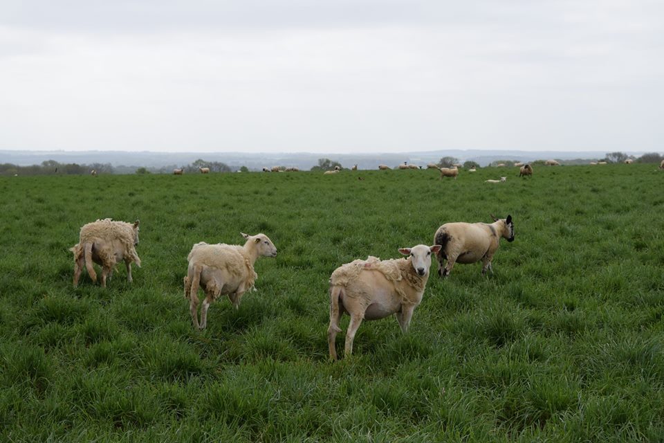 Where to buy a Charmoise Tup | Page 5 | The Farming Forum