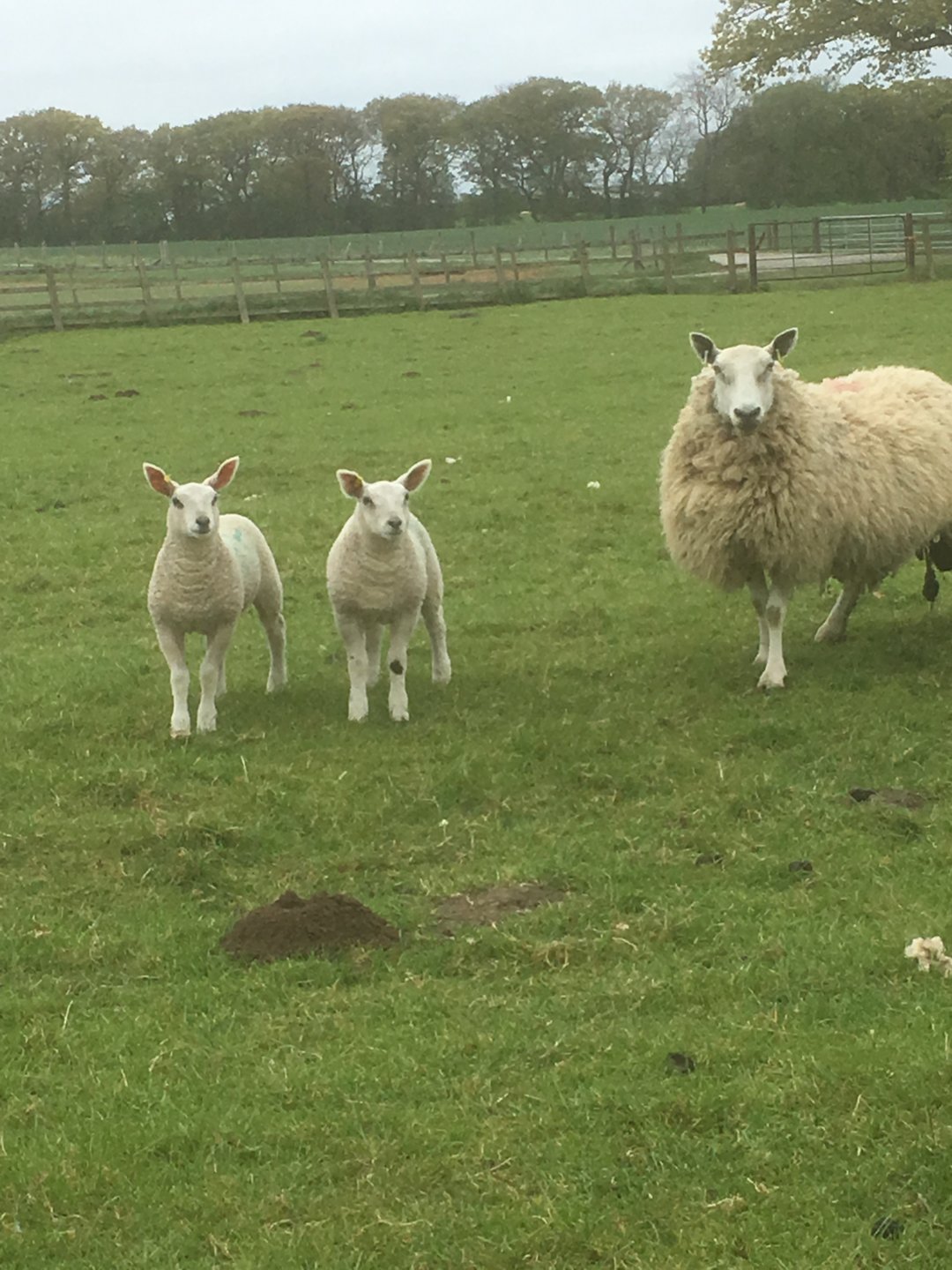 Where to buy a Charmoise Tup | Page 5 | The Farming Forum