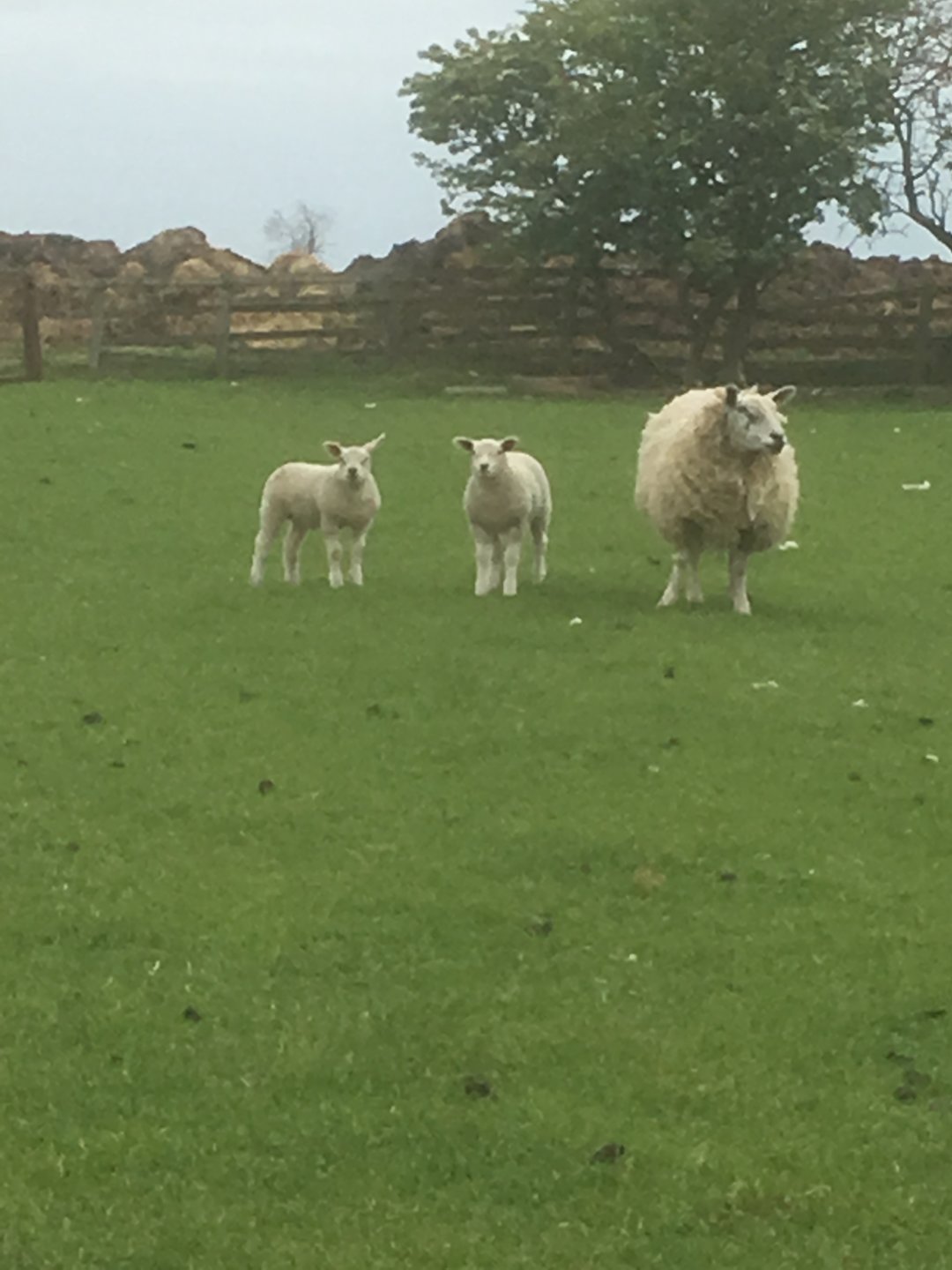 Where to buy a Charmoise Tup | Page 5 | The Farming Forum