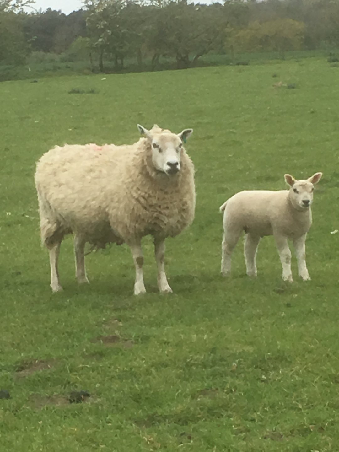 Where to buy a Charmoise Tup | Page 5 | The Farming Forum