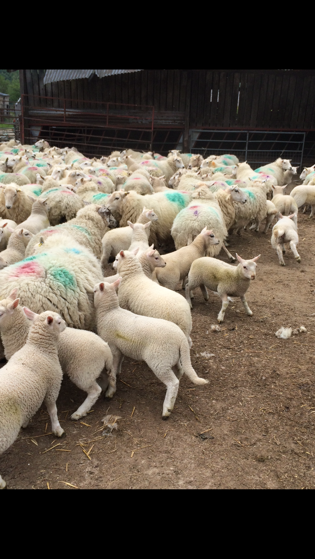 Where to buy a Charmoise Tup | Page 5 | The Farming Forum
