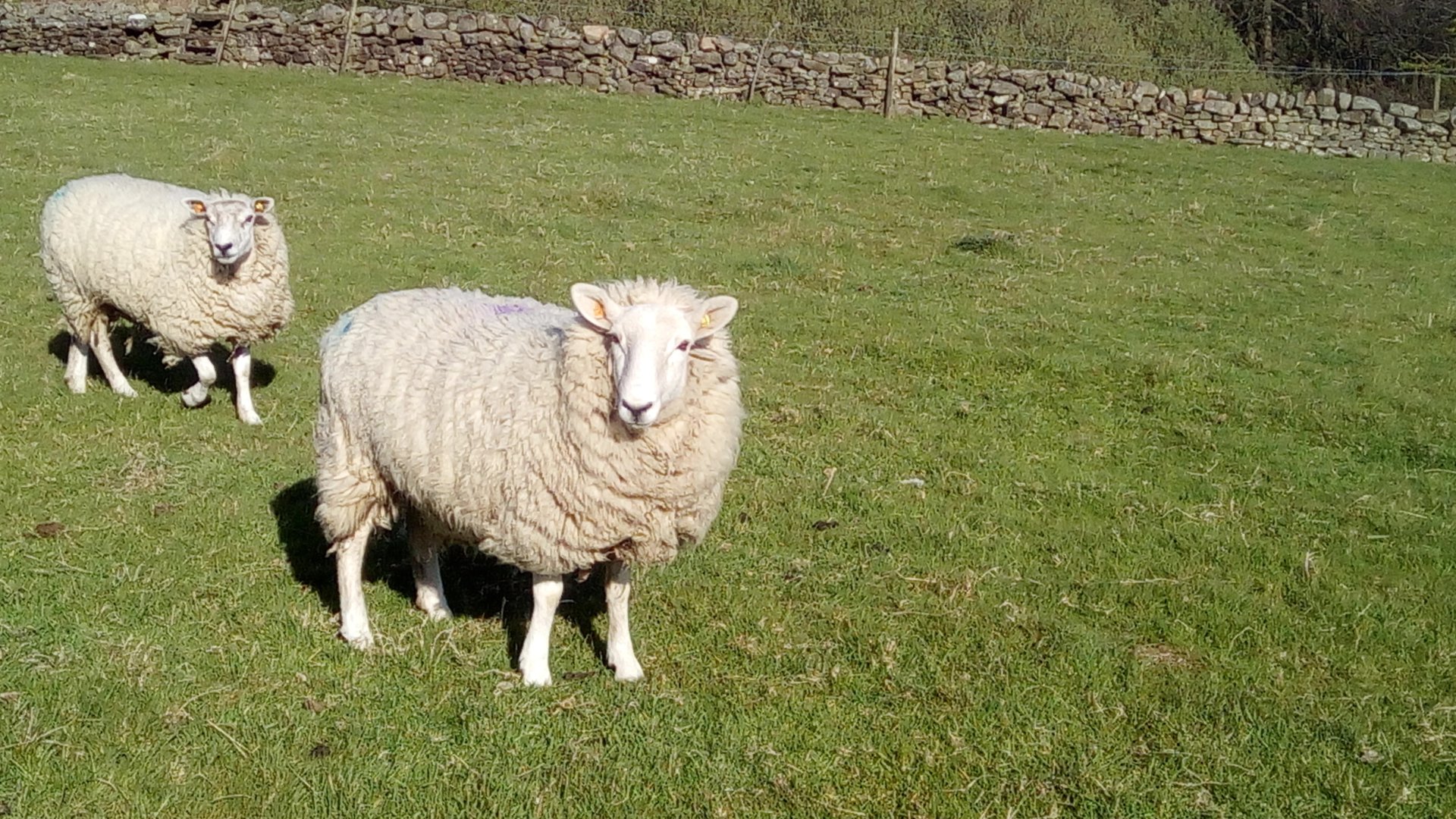 Texel x North Country Cheviot pictures | The Farming Forum