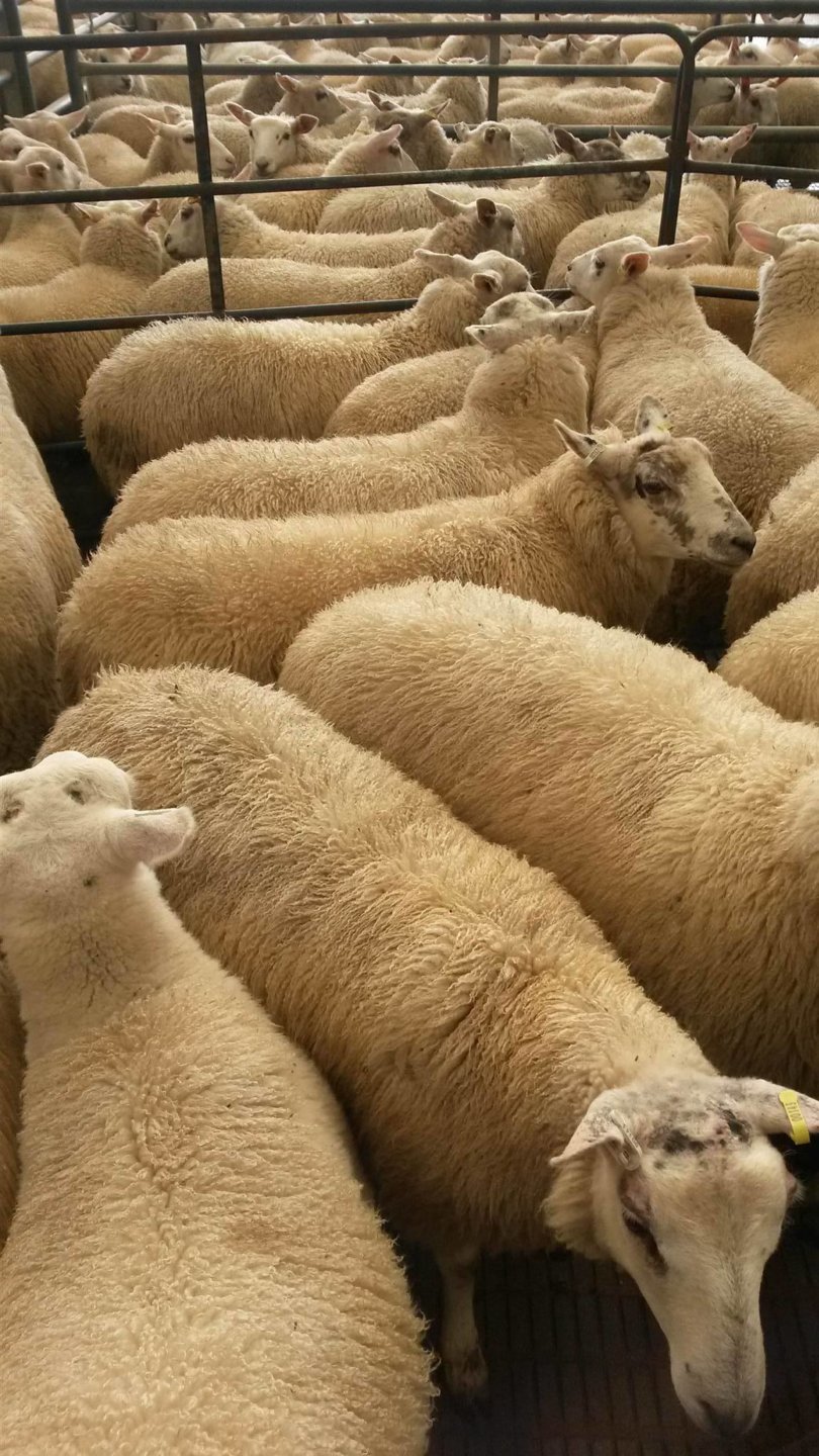 Charmoise x FAO Keepers | The Farming Forum