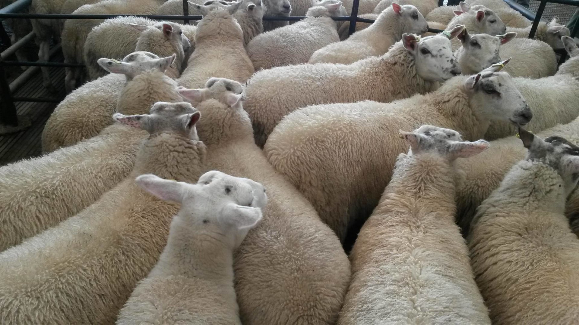 Charmoise x FAO Keepers | The Farming Forum
