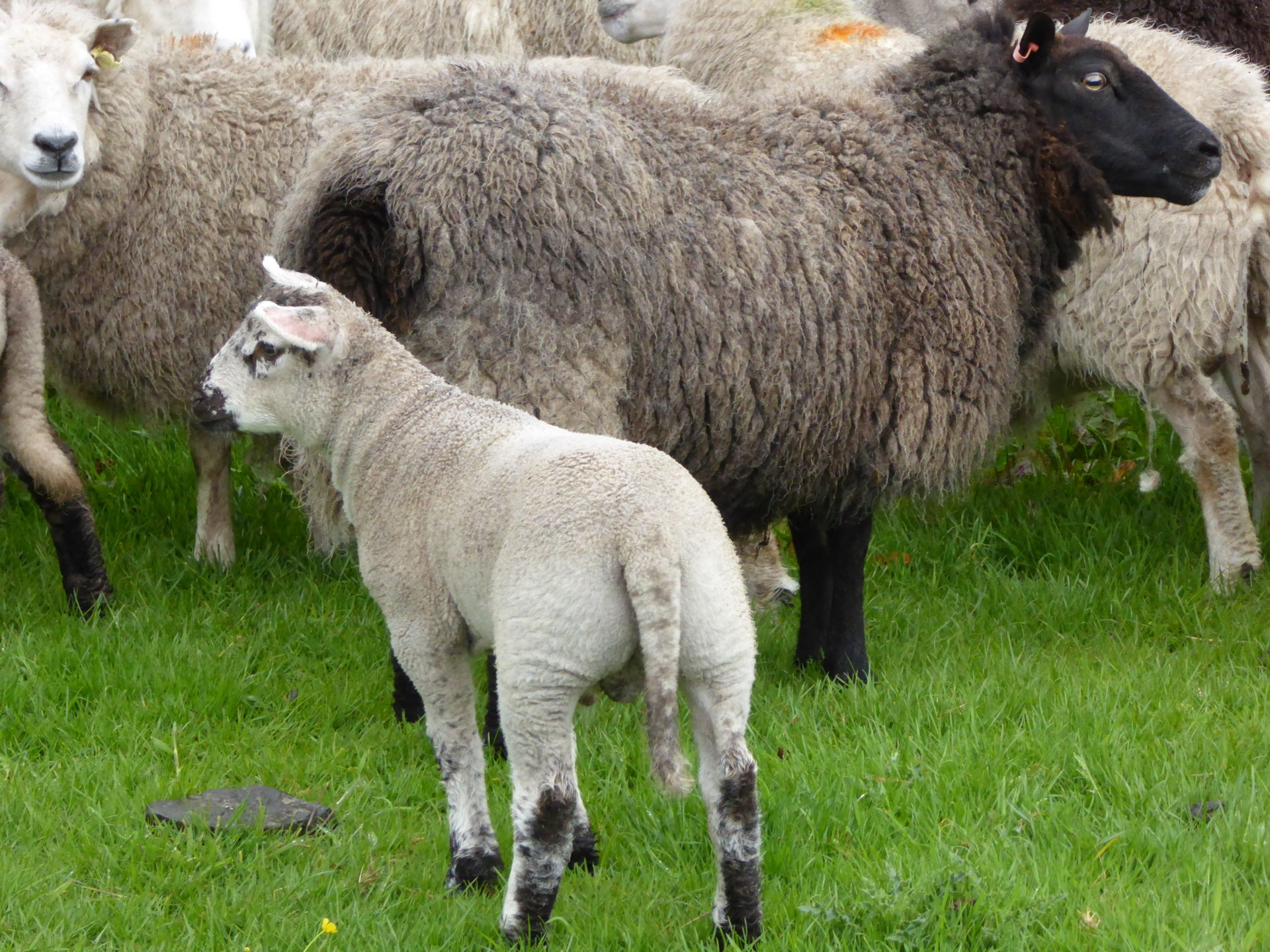 NSA Highland Sheep | The Farming Forum
