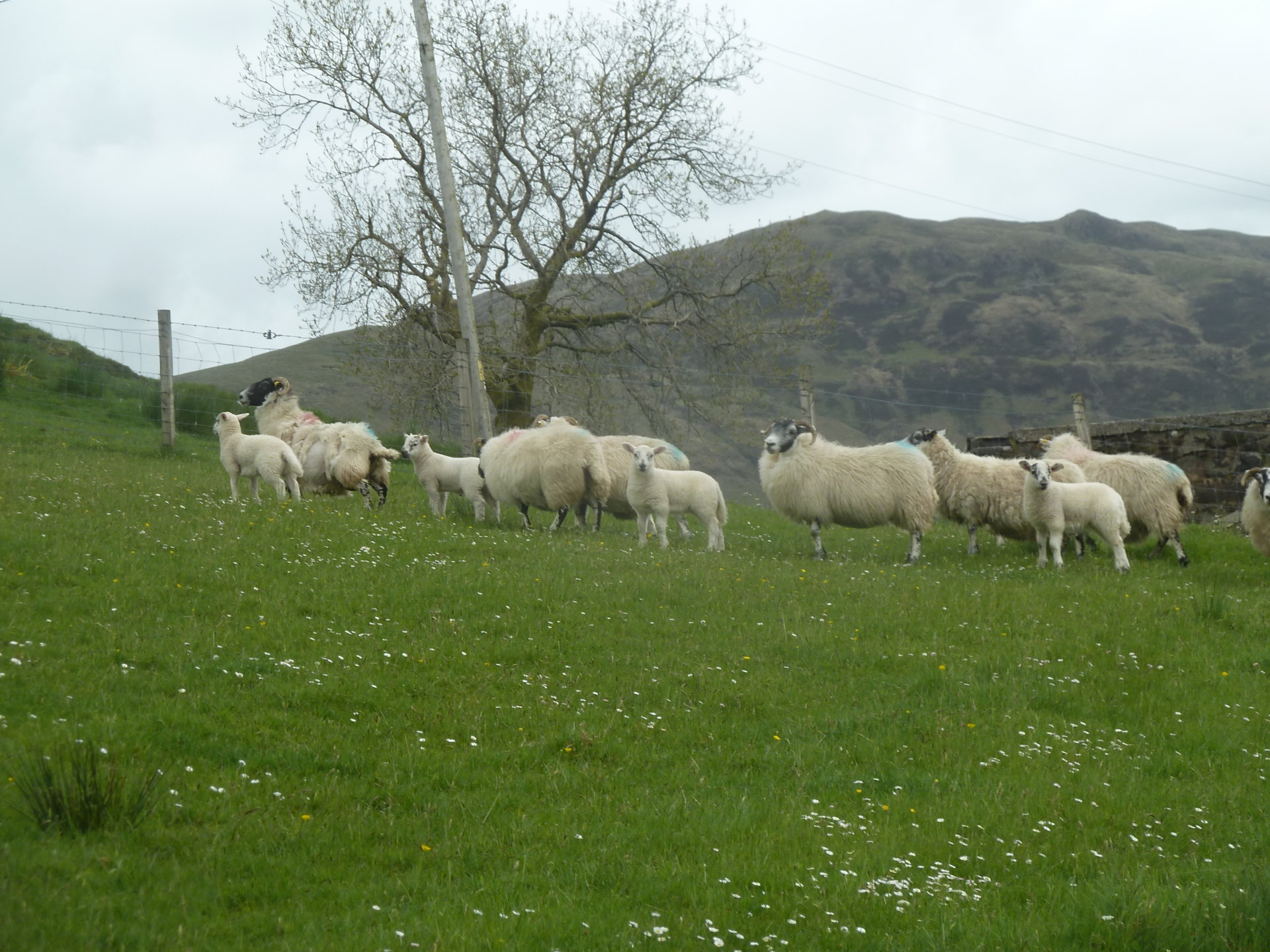 NSA Highland Sheep | The Farming Forum