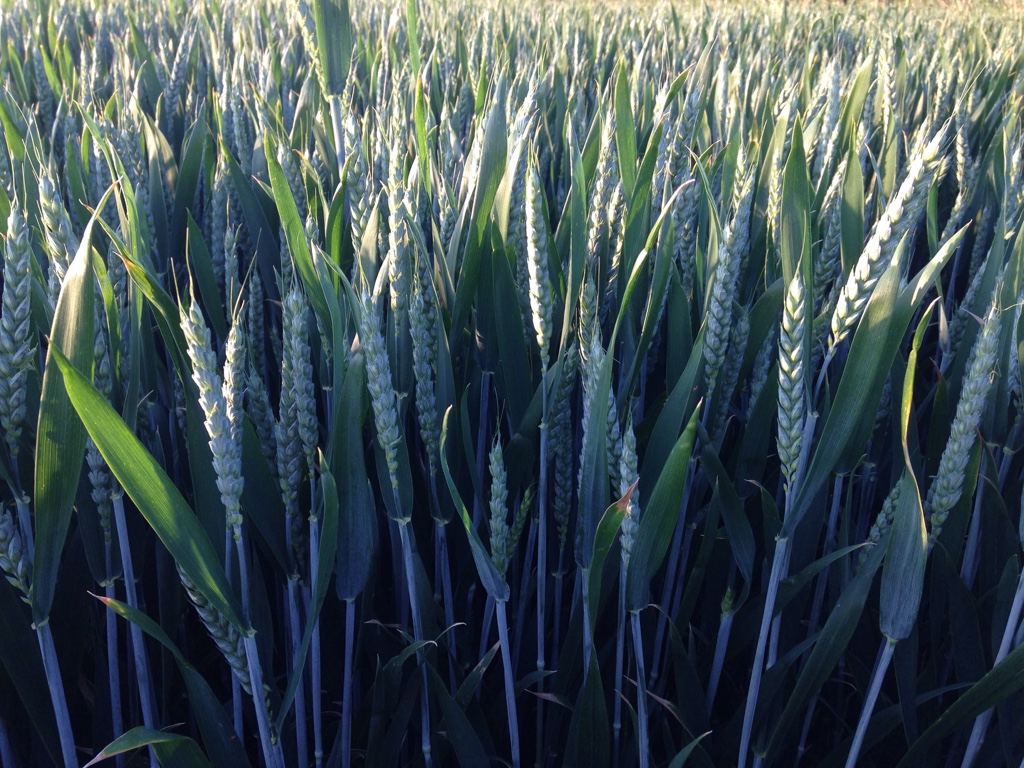 Wheat Orange Blossom Midge | The Farming Forum