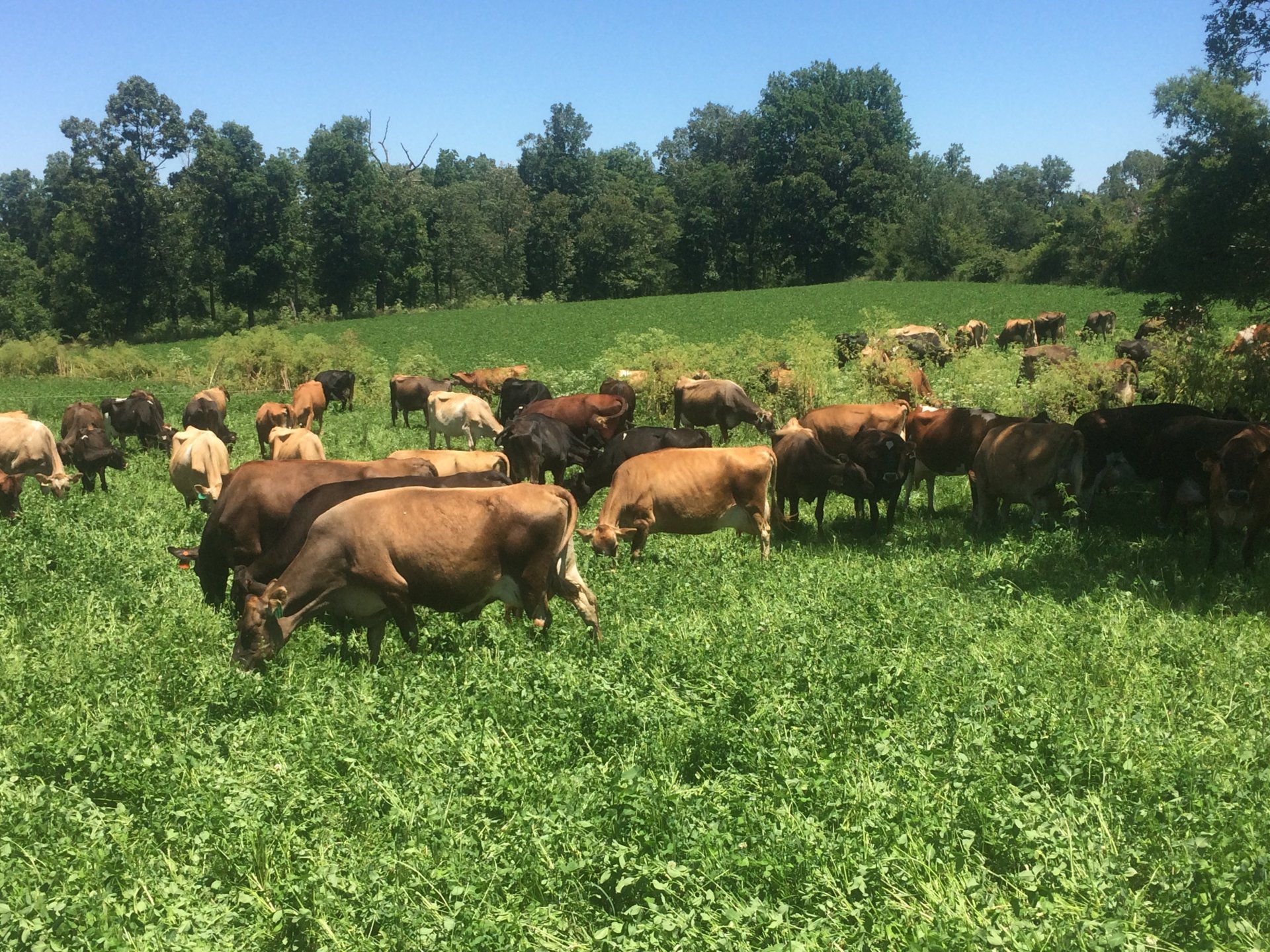 Some Americans do graze their dairy cattle | Page 3 | The Farming Forum