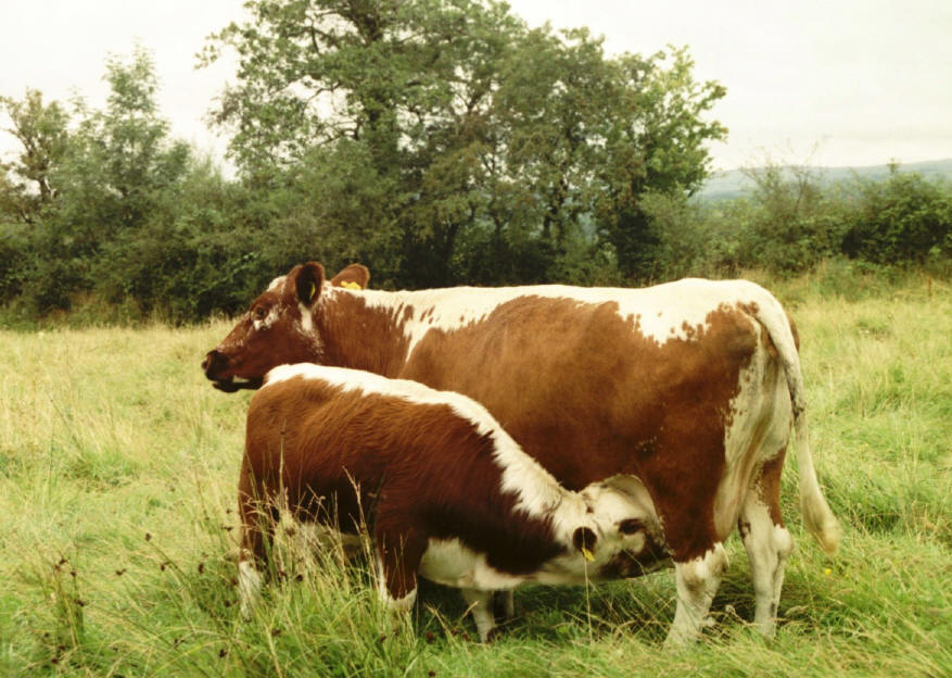Cattle again | The Farming Forum