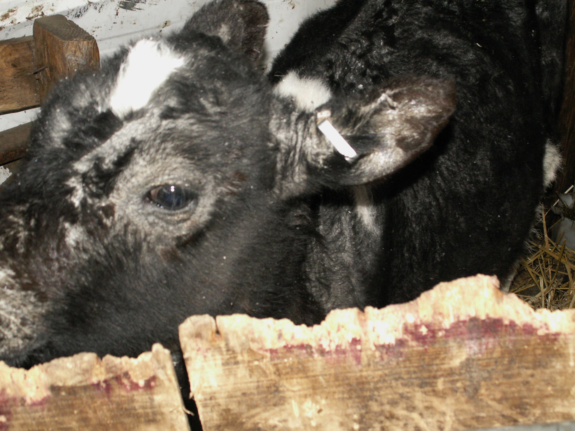 Calf Dry Coating with Bald Patches | Page 4 | The Farming Forum